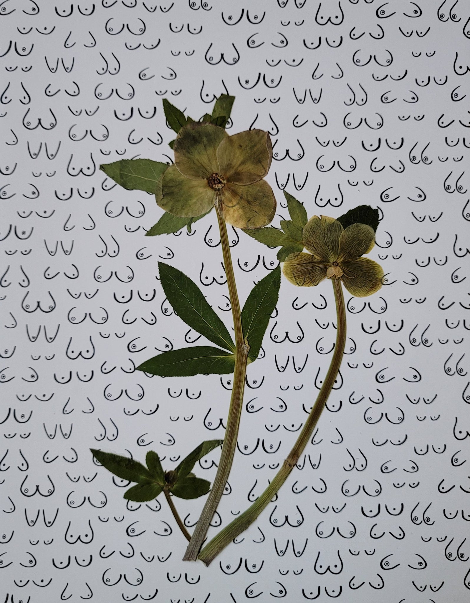 Hellebore Double | Boobie Wallpaper – Preservation Press